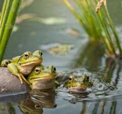 Día Mundial de las Ranas Acuáticas – Facultad de Ciencias e Ingeniería